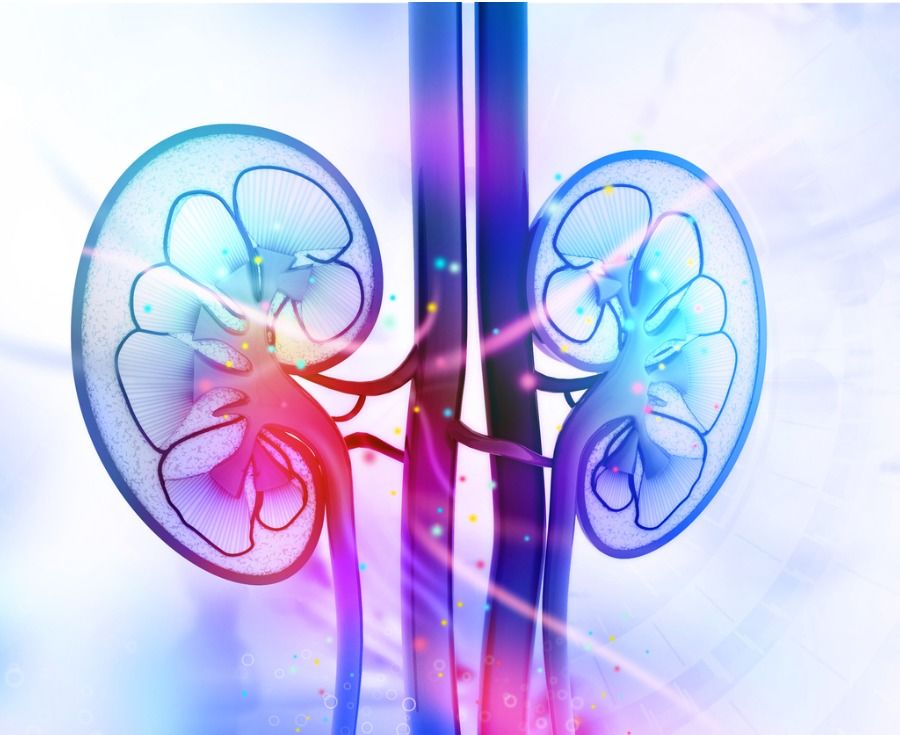 How kidneys work & why they are so important